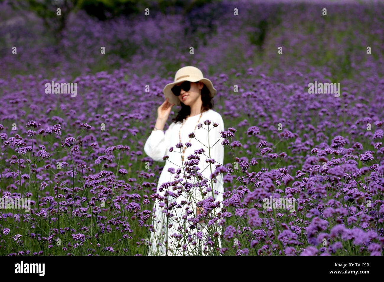 Meishan, Meishan, China. 26th May, 2019. Meishan, CHINA-Verbena ...