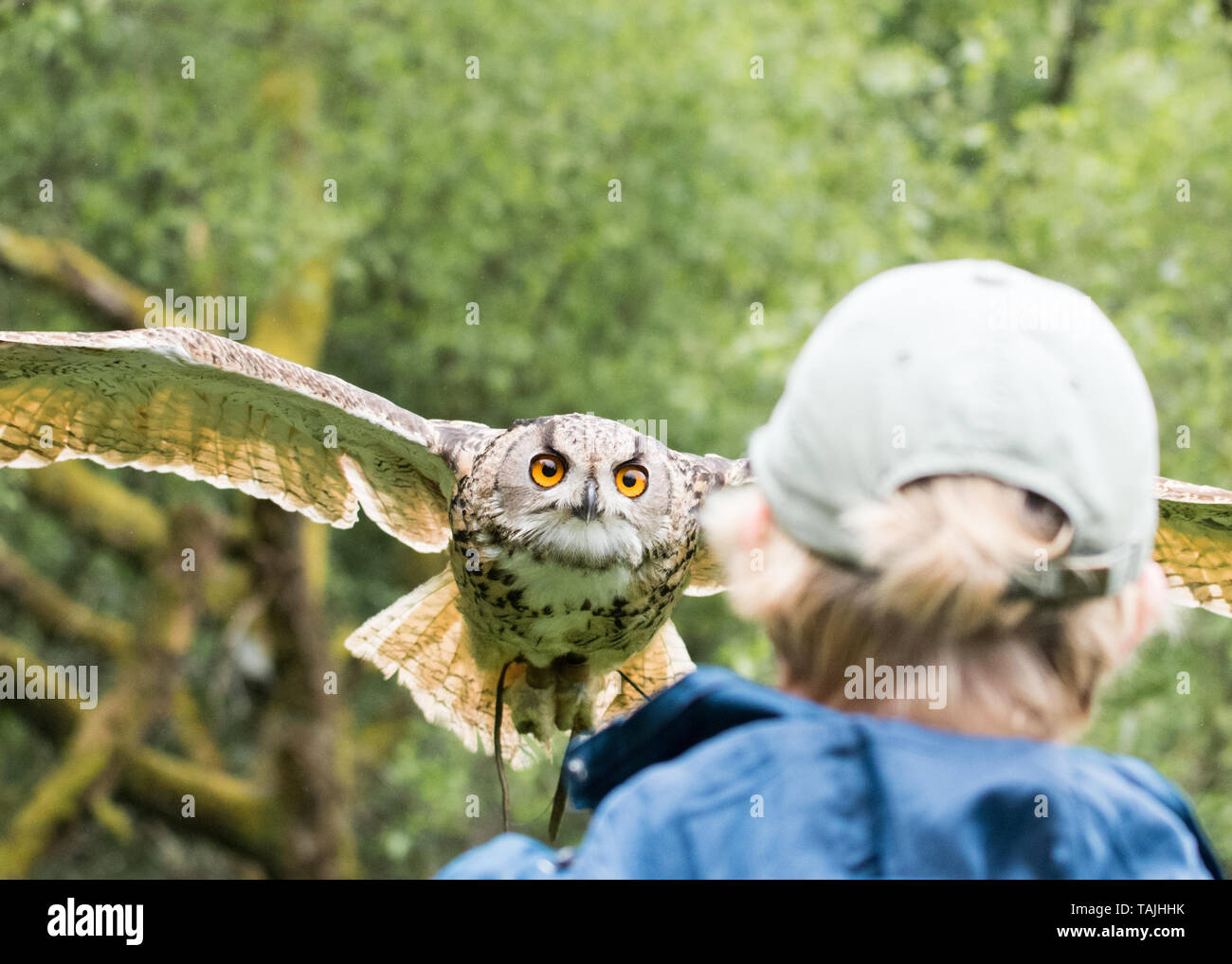 Strathblane falconry hi-res stock photography and images - Alamy