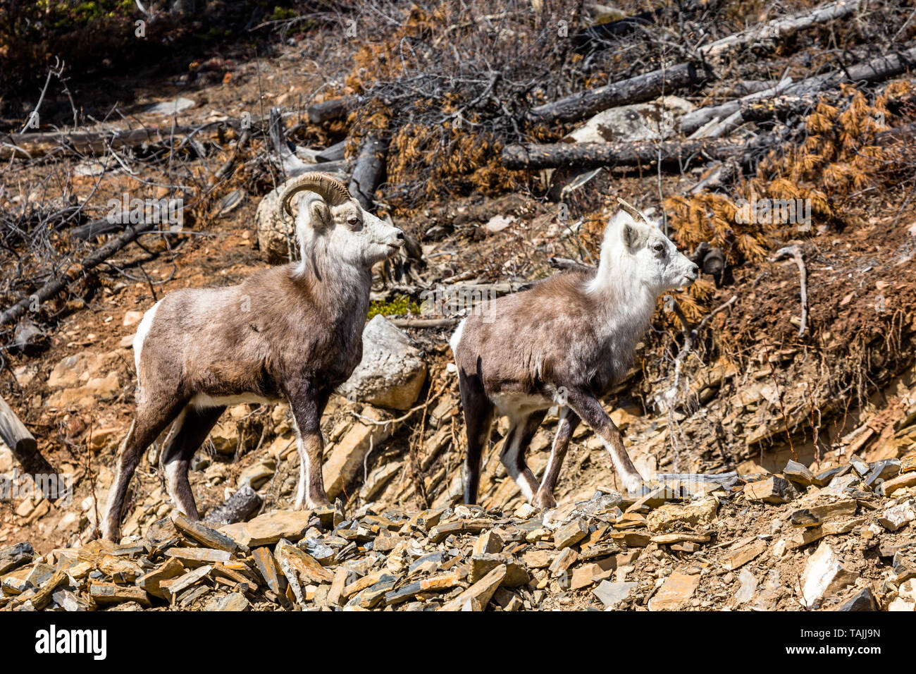On the road north to Alaska two Stone's Sheep stand by the highway in ...