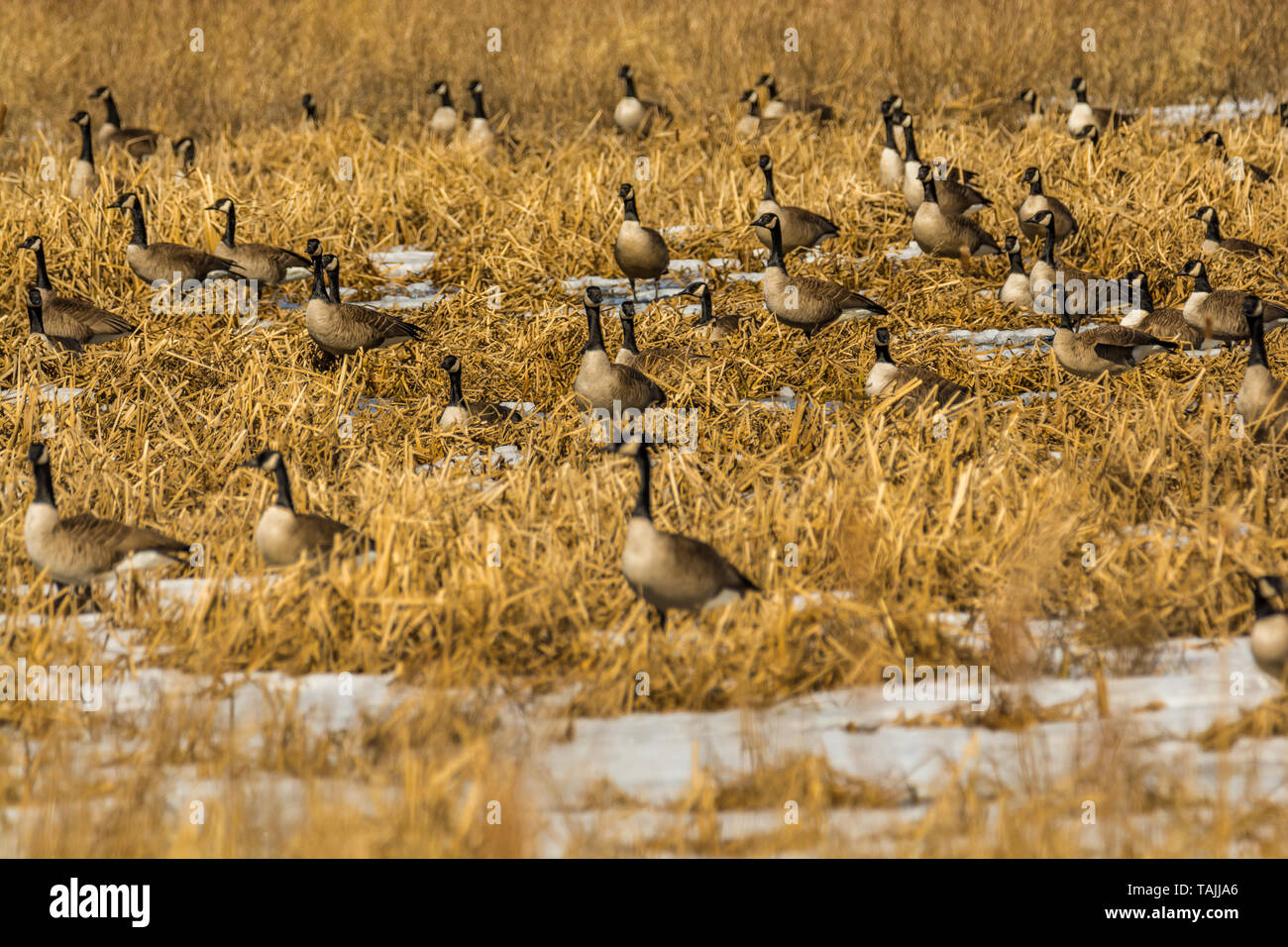 Marsh geese hi-res stock photography and images - Alamy