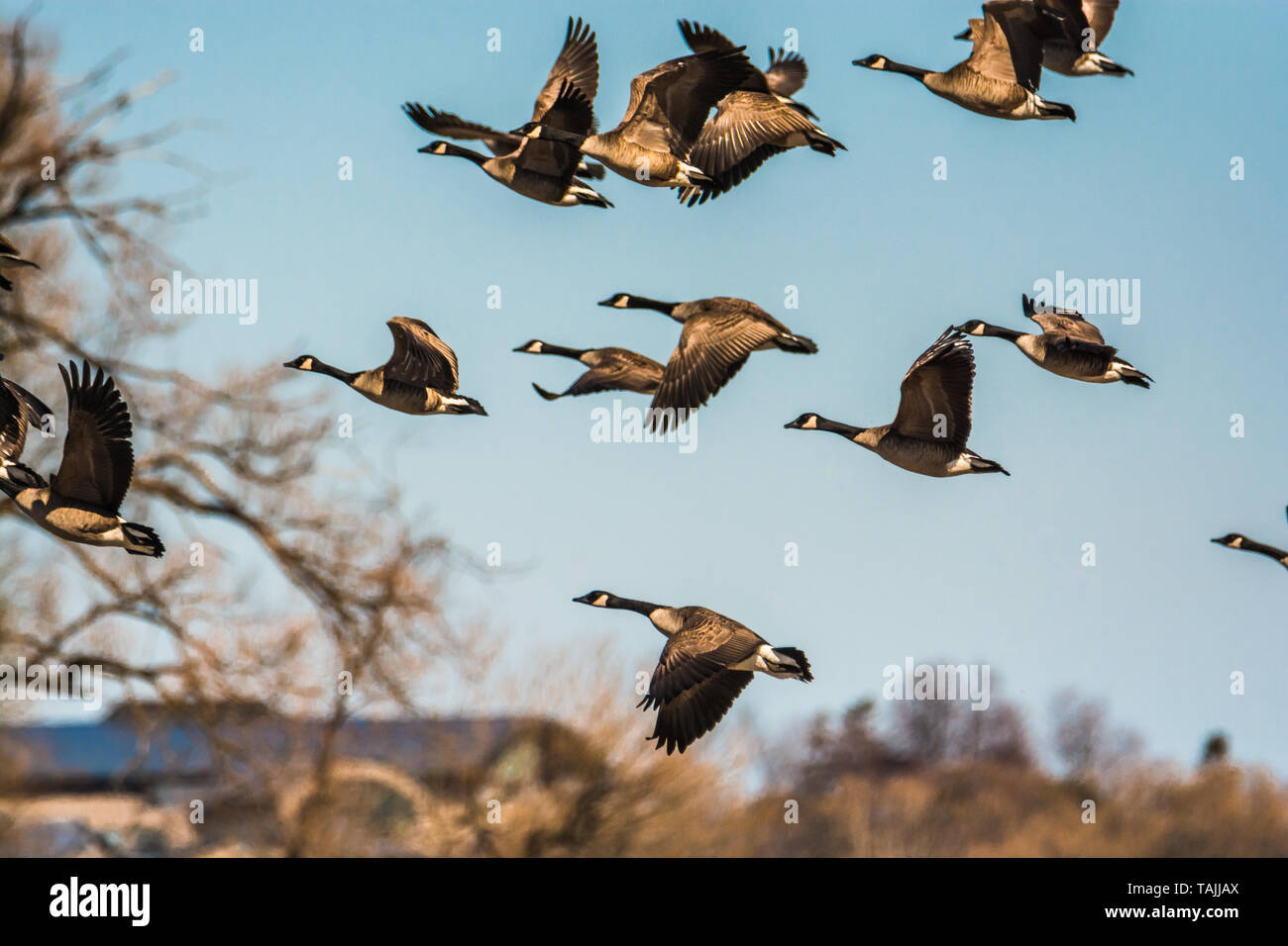 Geese flying in mid air Stock Photo - Alamy