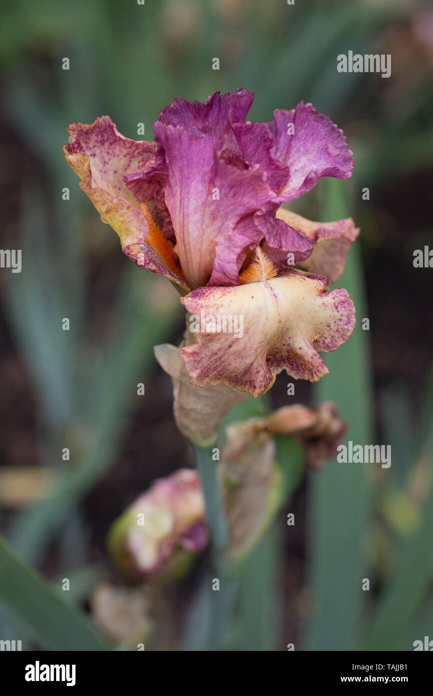 Iris "Rock Star" at Schreiner's Iris Gardens in Salem, Oregon, USA ...