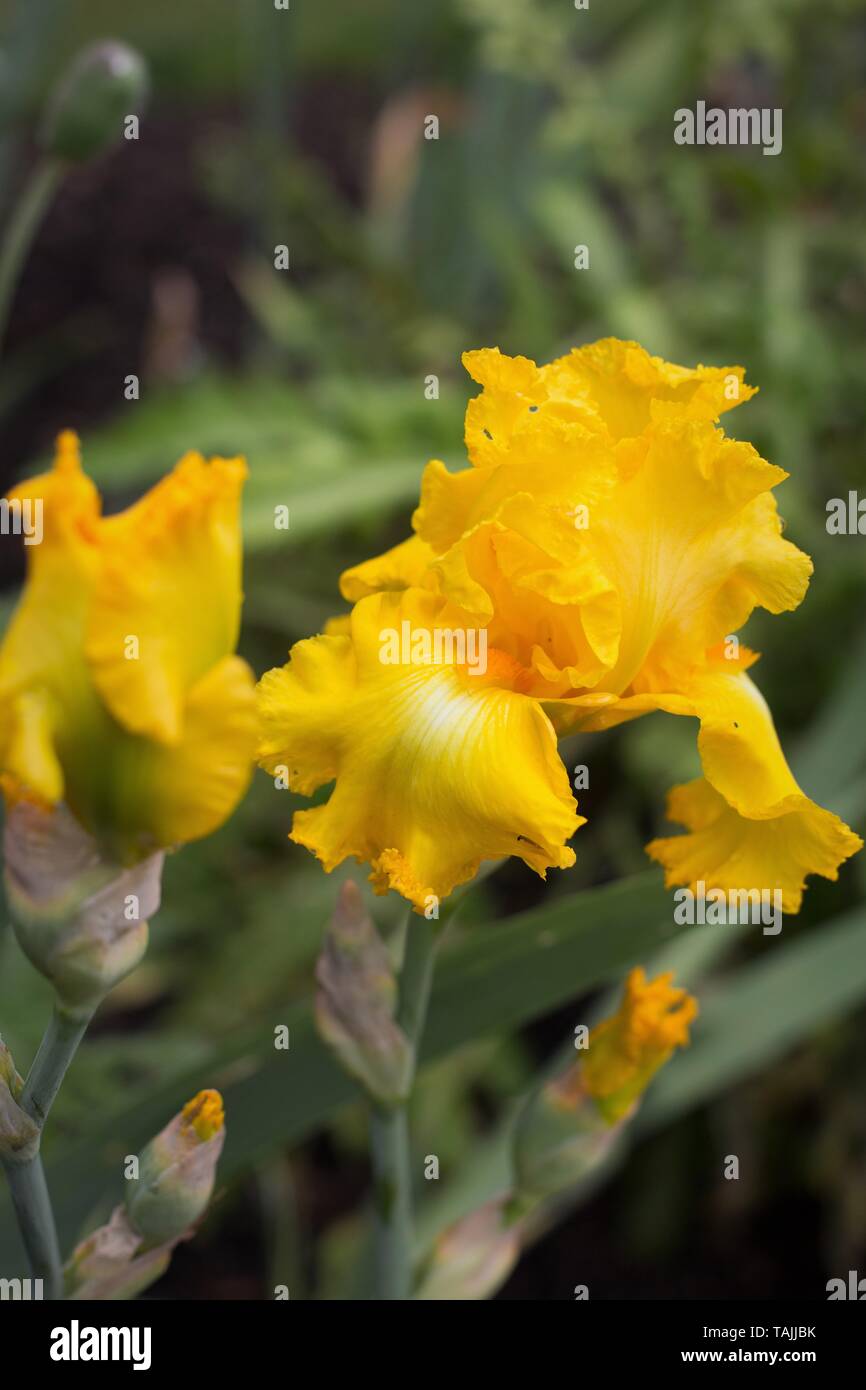 Iris amarillo hi-res stock photography and images - Alamy