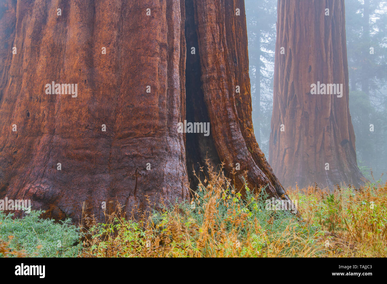 Redwood trees (Sequoiadendron giganteum), Mariposa grove, Yosemite NP ...