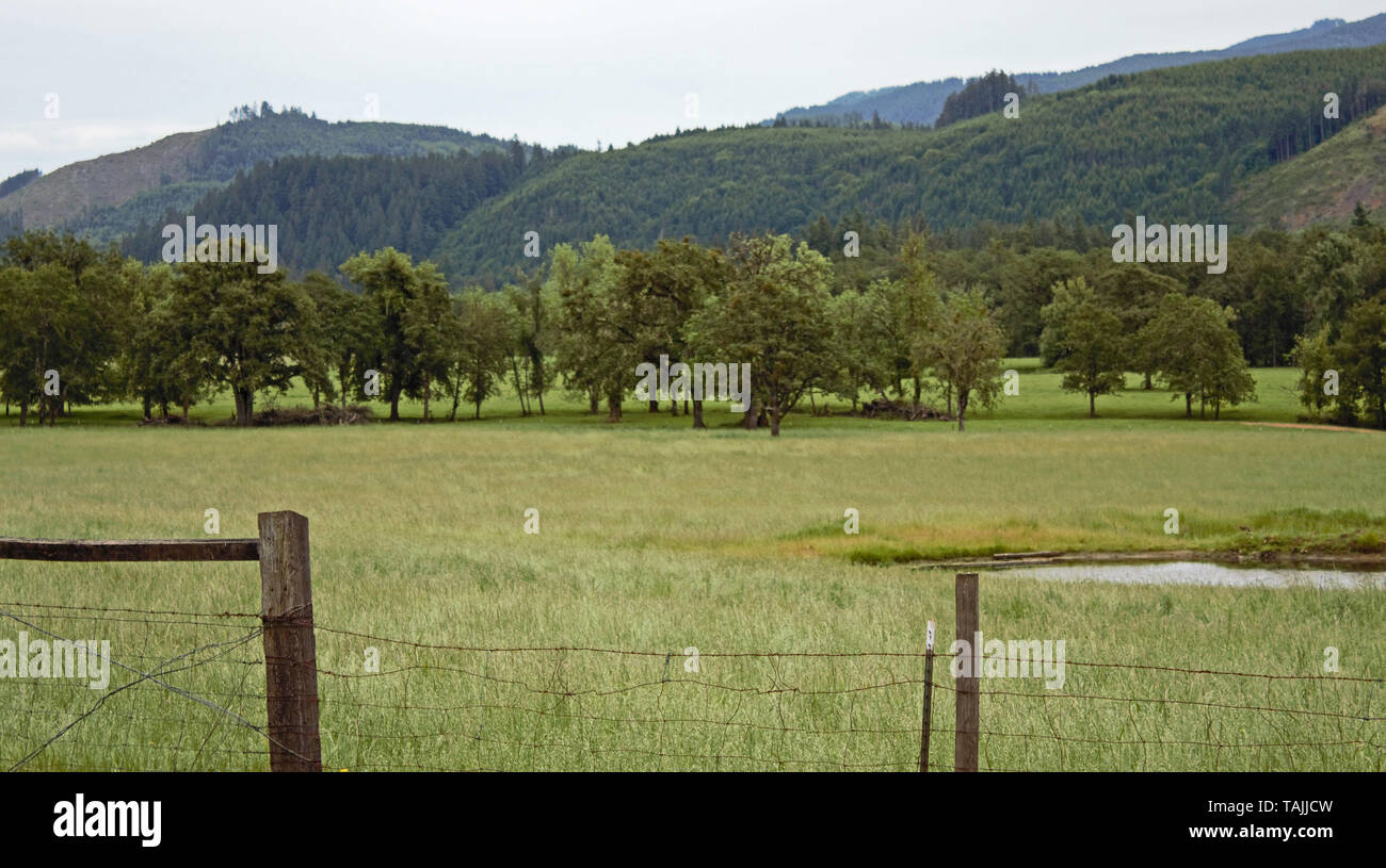 A row of green trees divide a large field of grass Stock Photo - Alamy