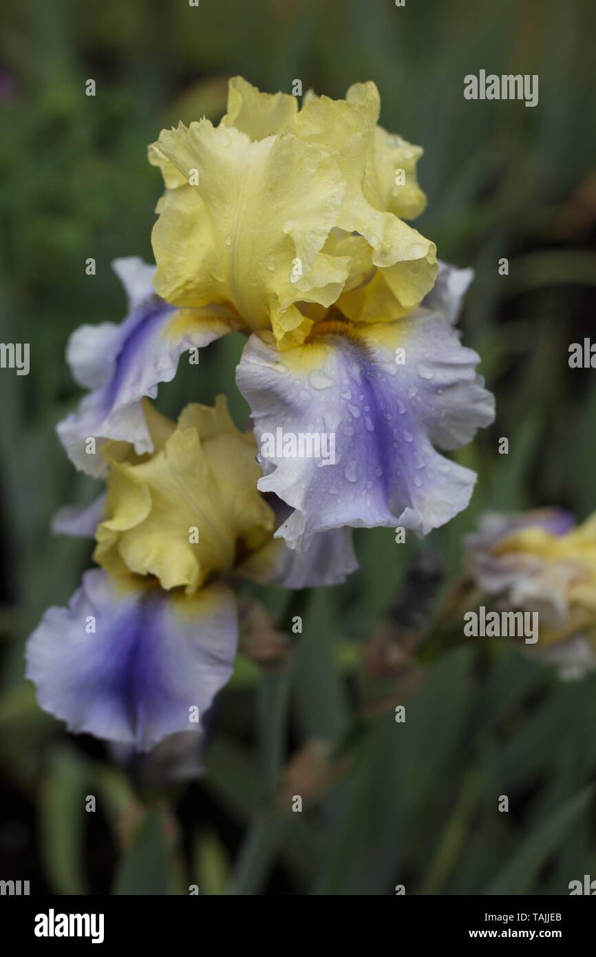 Iris candy hi-res stock photography and images - Alamy