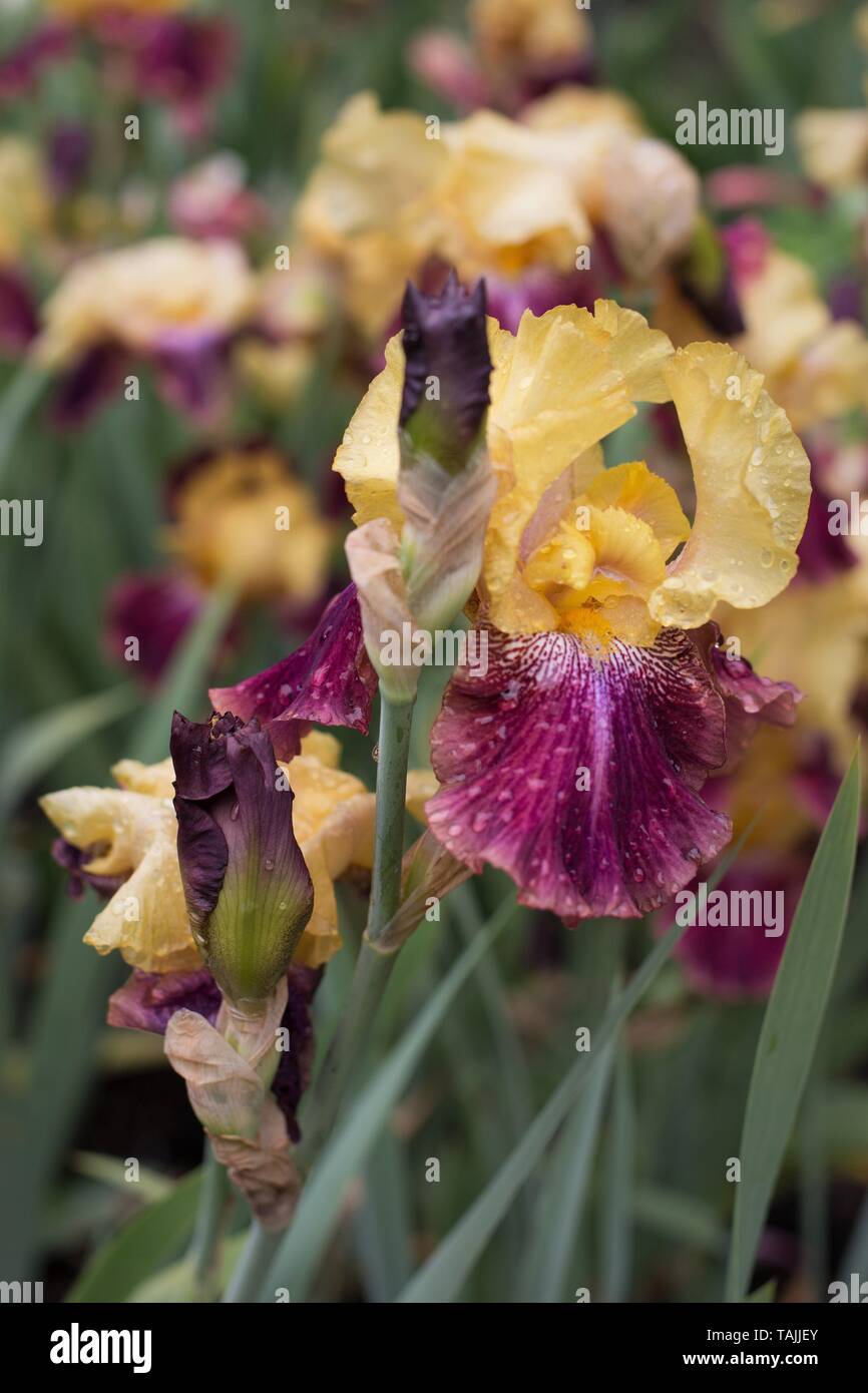 Iris "Ziggy" at Schreiner's Iris Gardens in Salem, Oregon, USA Stock ...
