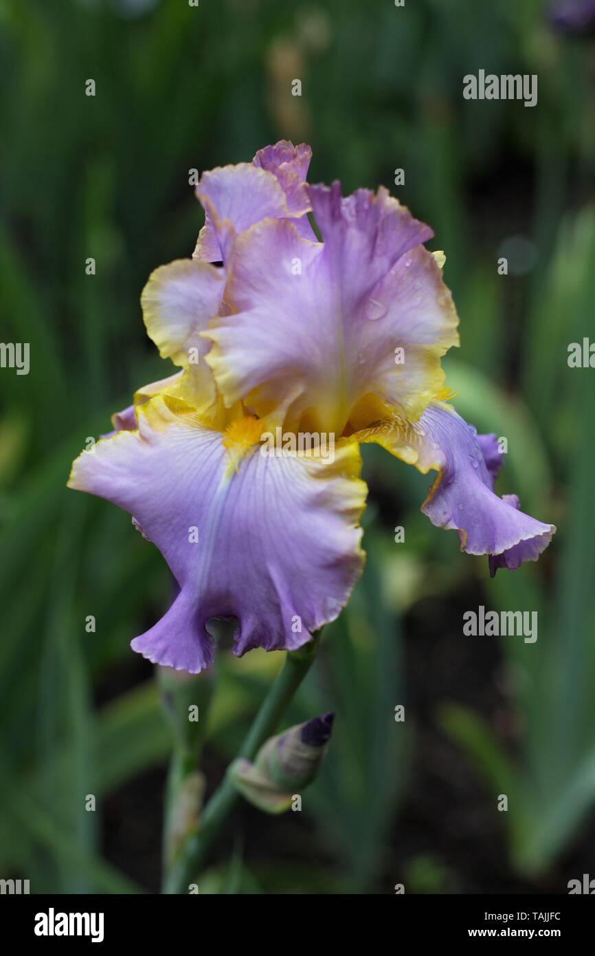 Iris "All About Spring" at Schreiner's Iris Gardens in Salem, Oregon ...