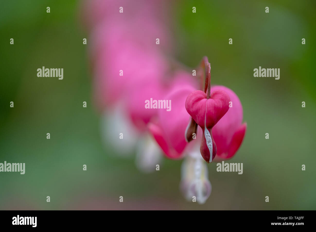 Close up of bleeding hearts, little pink and white flowers in the shape ...