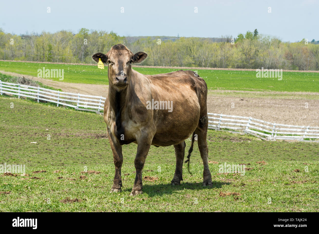 Bovines pasturing on green grassy field Stock Photo - Alamy
