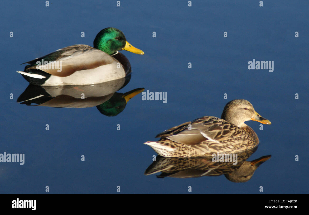 Mallard Duck Pair High Resolution Stock Photography and Images - Alamy