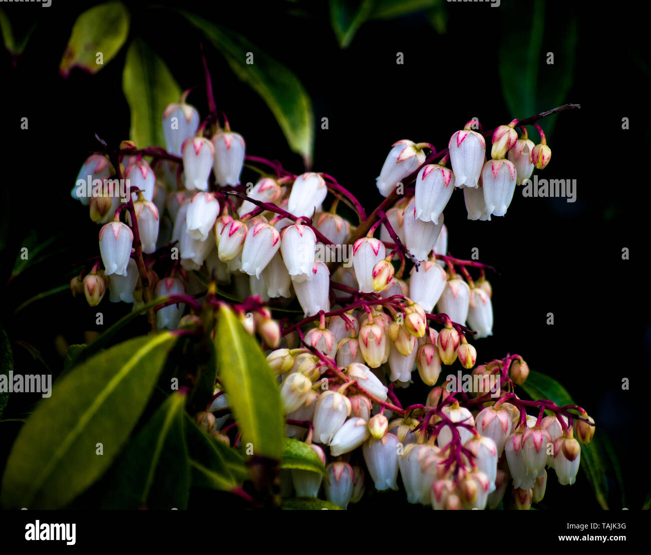 Flame of the forest tree hi-res stock photography and images - Alamy