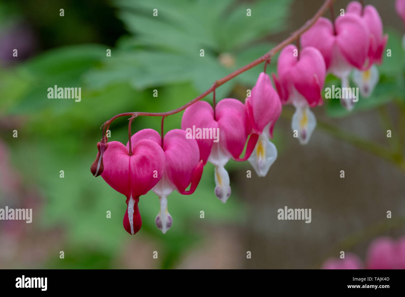 Bleeding hearts, perfect little pink and white flowers in the shape of ...