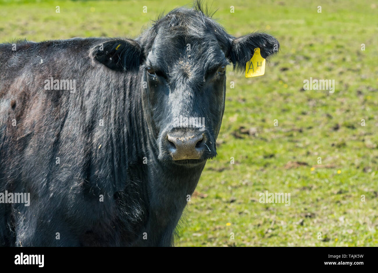 Bovines pasturing on green grassy field Stock Photo - Alamy