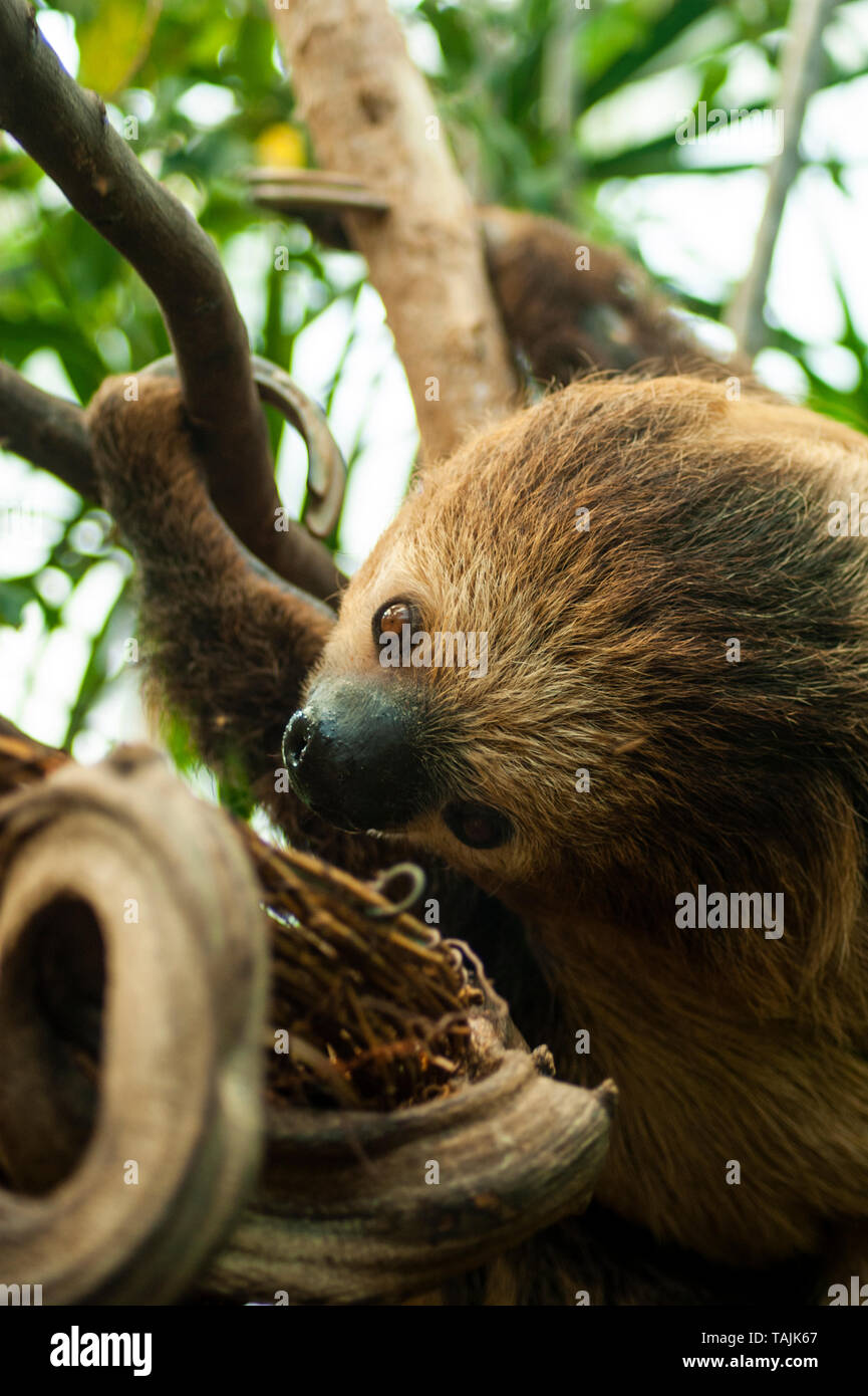 Sloth tree hi-res stock photography and images - Alamy