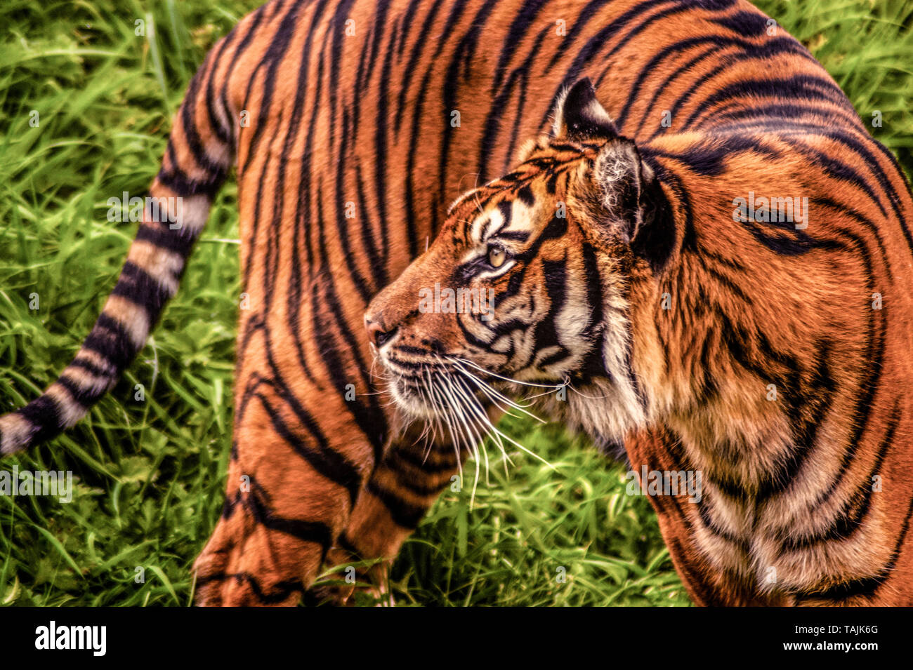 Black tiger stripes hi-res stock photography and images - Alamy