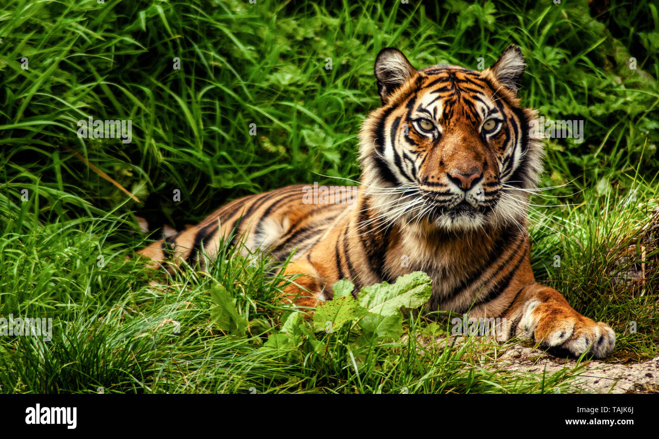 Hidden tiger hi-res stock photography and images - Alamy