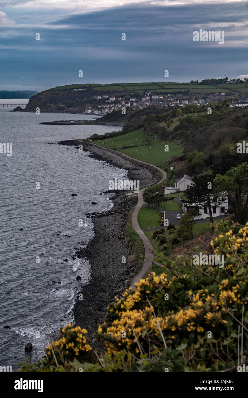 Blackhead whitehead hi-res stock photography and images - Alamy