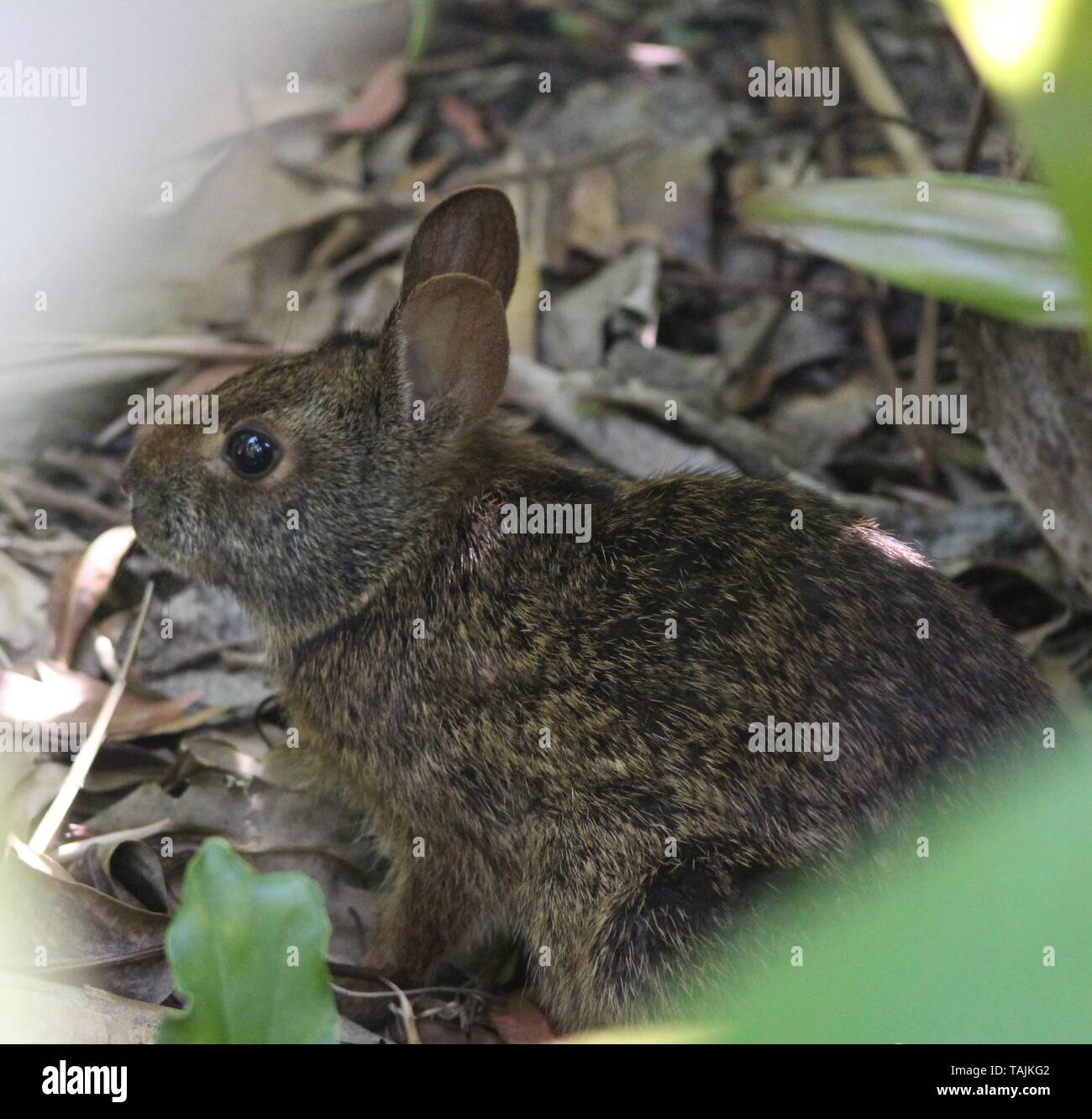 Wild Florida Rabbit Stock Photo - Alamy