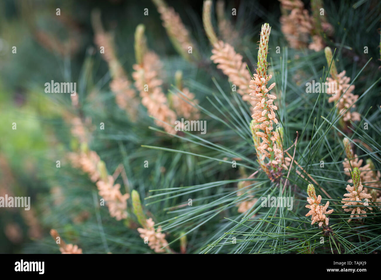 Pine tree flower hi-res stock photography and images - Alamy
