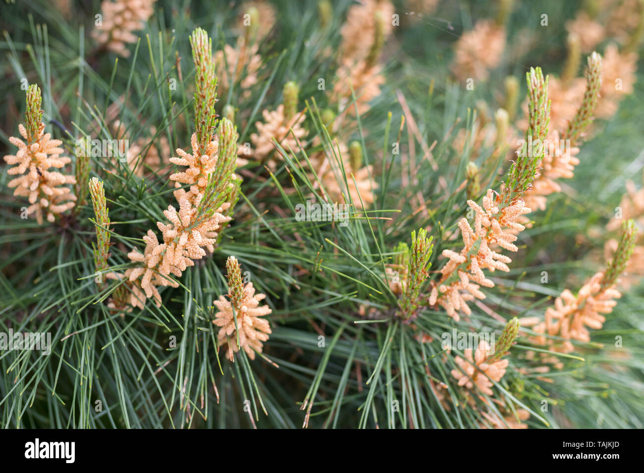 Pine tree flower hi-res stock photography and images - Alamy