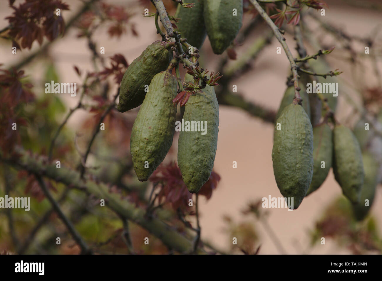 Ceiba Speciosa Fruit High Resolution Stock Photography and Images - Alamy