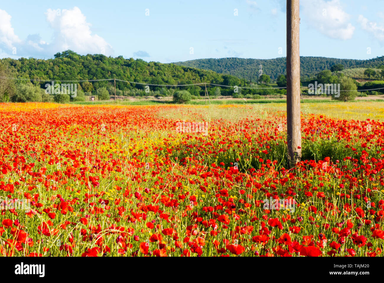 Wild flowers in tuscany italy hi-res stock photography and images - Alamy