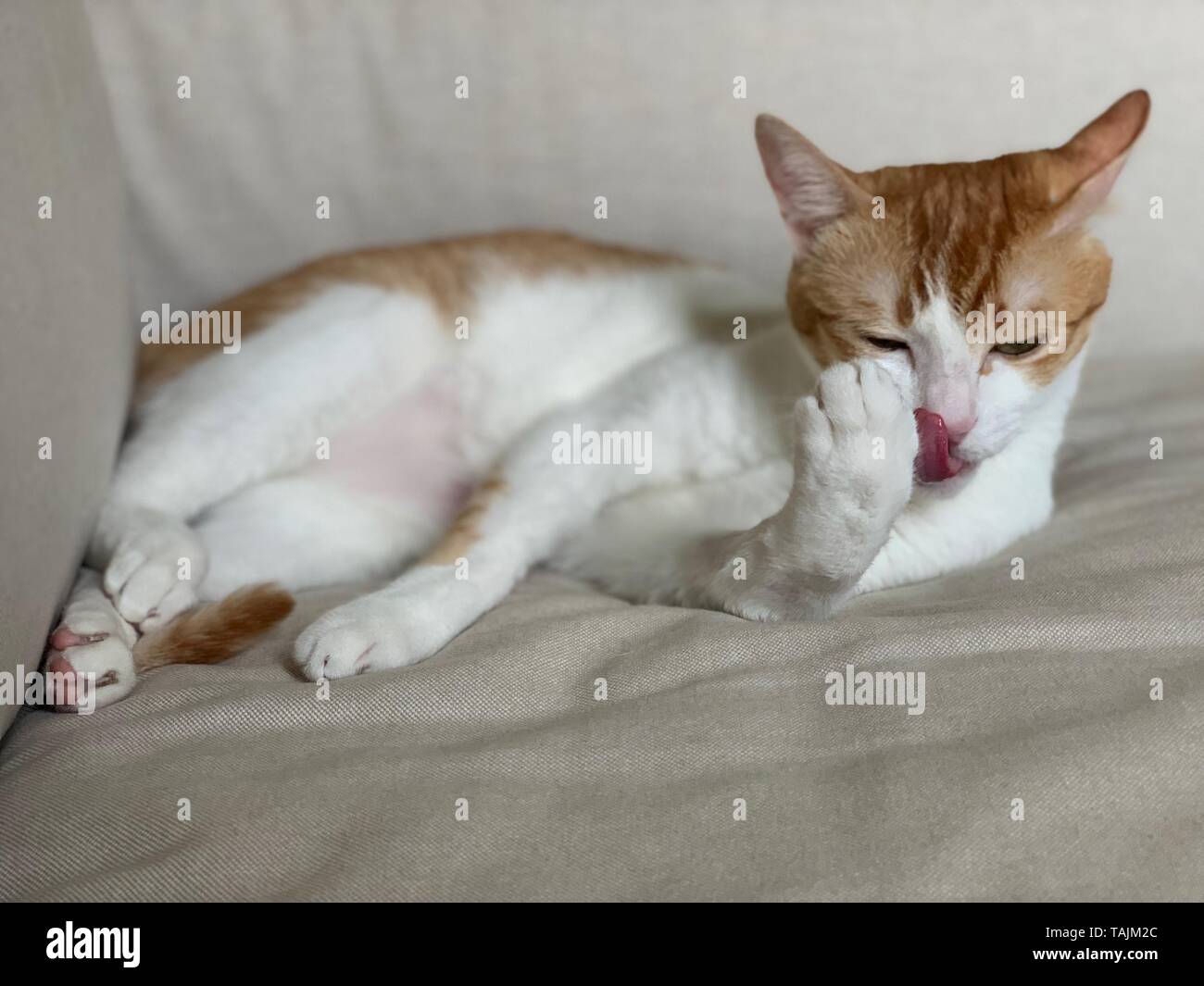 Ginger cat head close hi-res stock photography and images - Alamy