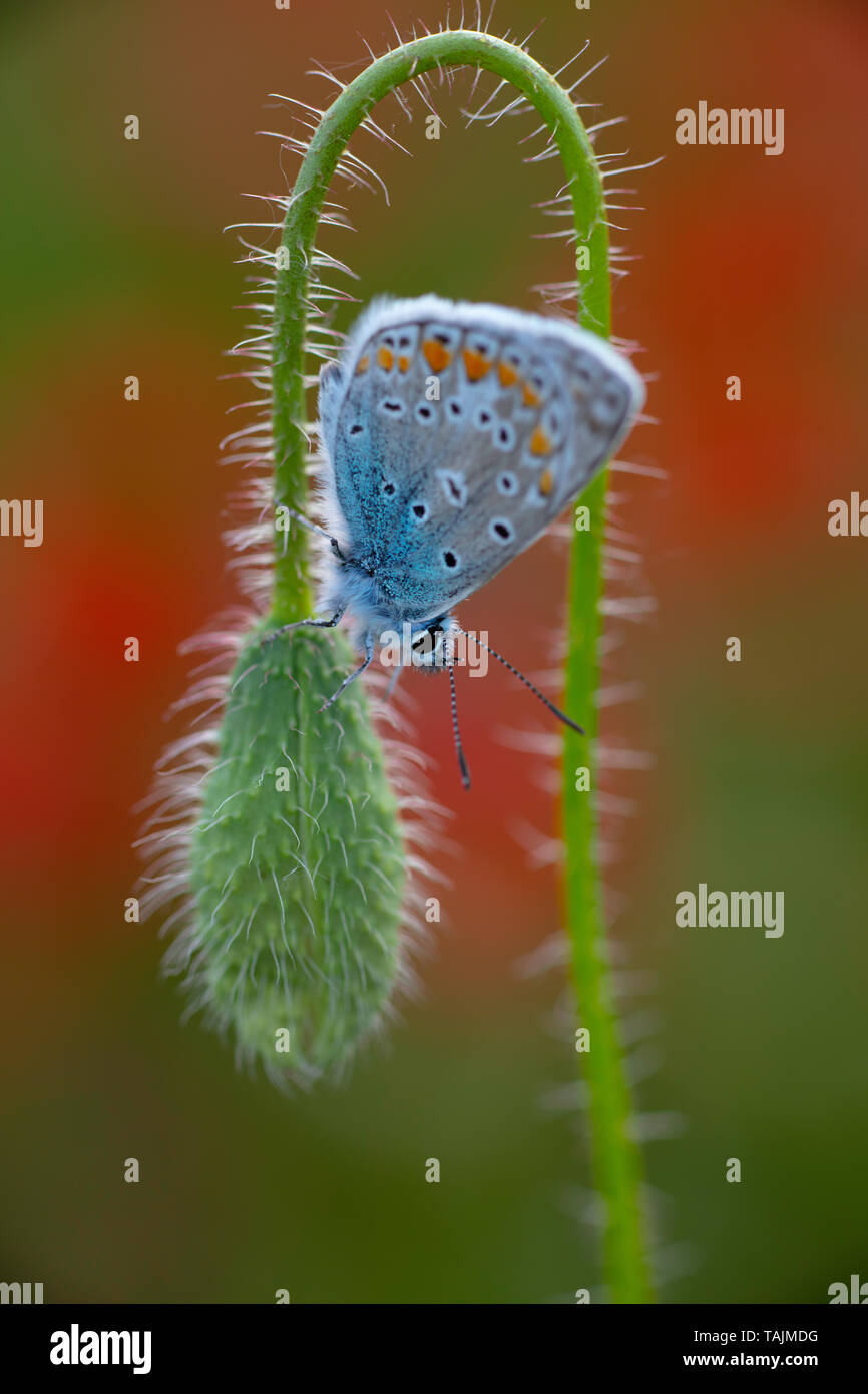 Common blue poppy hi-res stock photography and images - Alamy