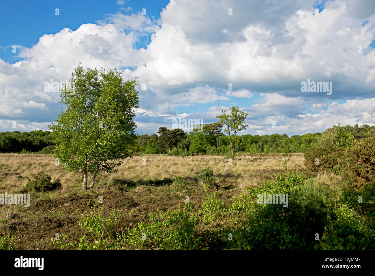 Skipwith Common, a local nature reserve, North Yorkshire, England UK ...