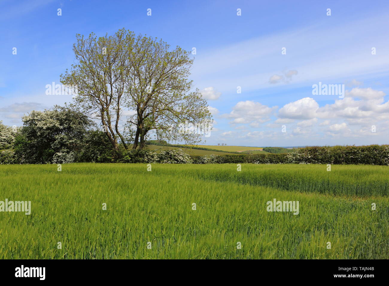 Green barley fields with an ash tree and flowering hawthorn hedgerows ...