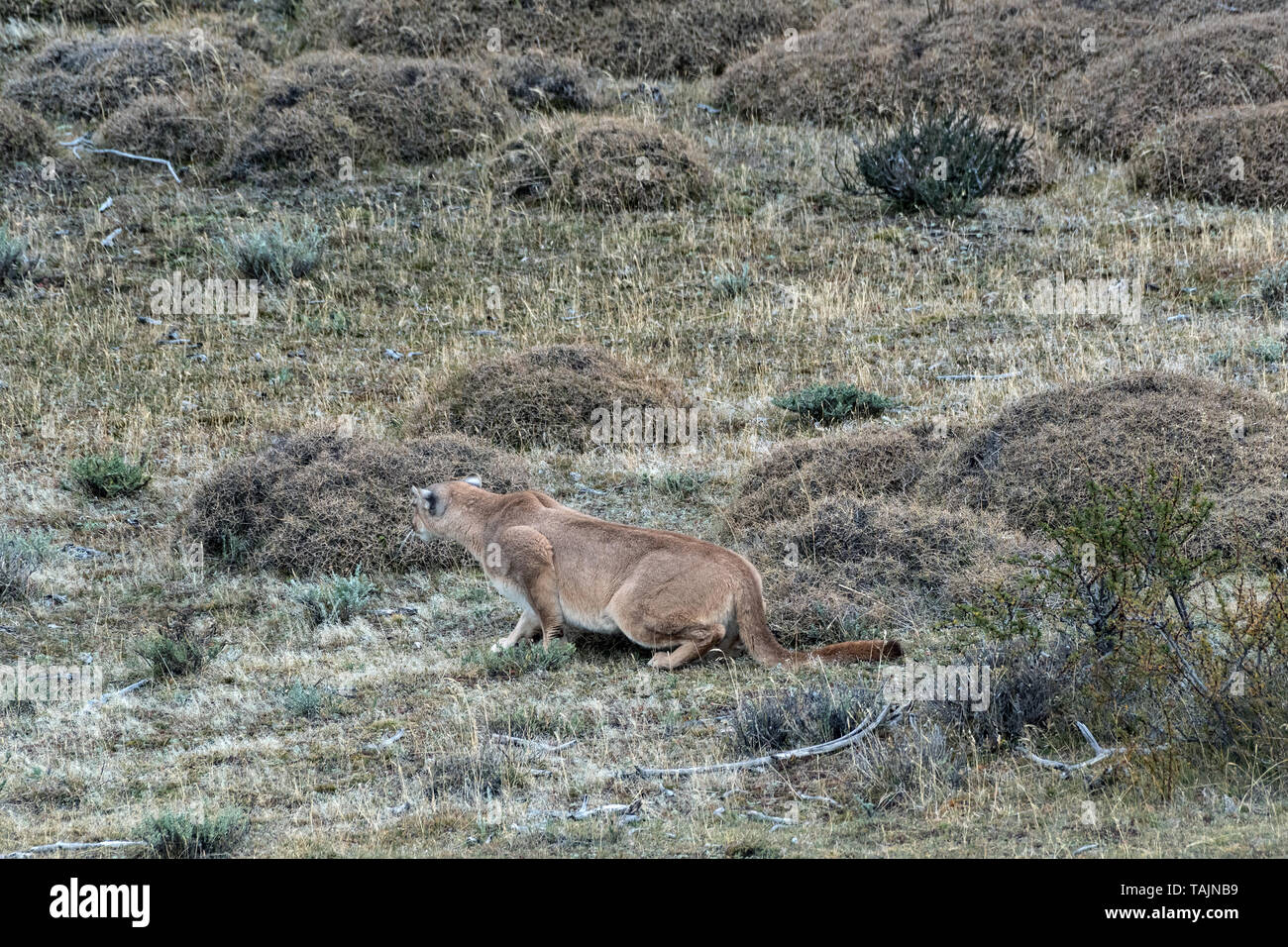 hunting Puma (Felis concolor), Torres del Paine NP, Chile Stock Photo ...