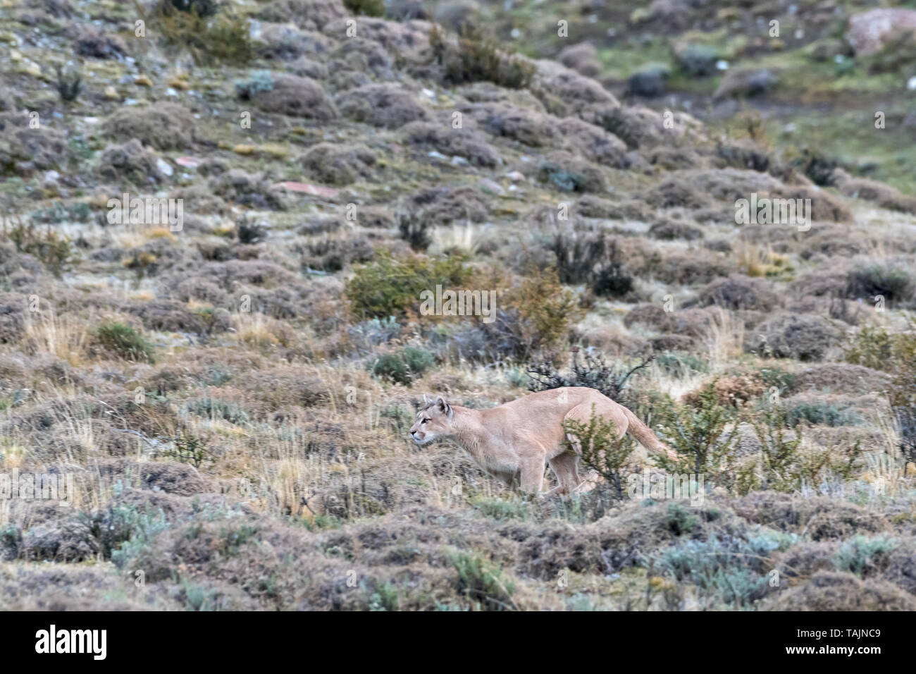 Puma hunting torres del paine hi-res stock photography and images - Alamy