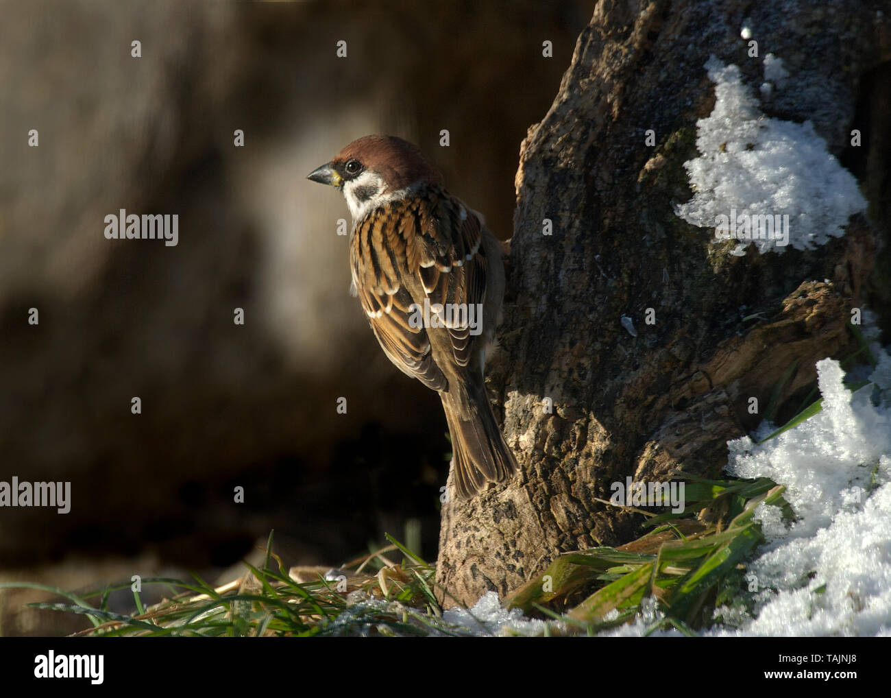 Tree Sparrow, Mersehead RSPB Reserve, Dumfries, Dumfries and Galloway ...