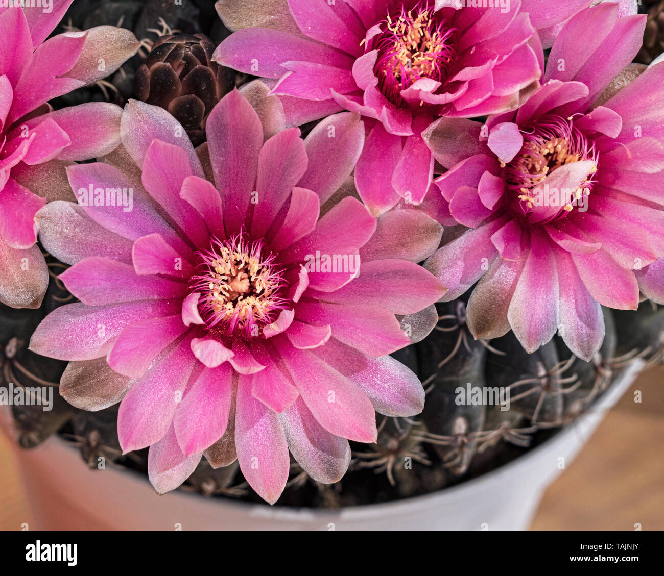 Gymnocalycium baldianum hi-res stock photography and images - Alamy