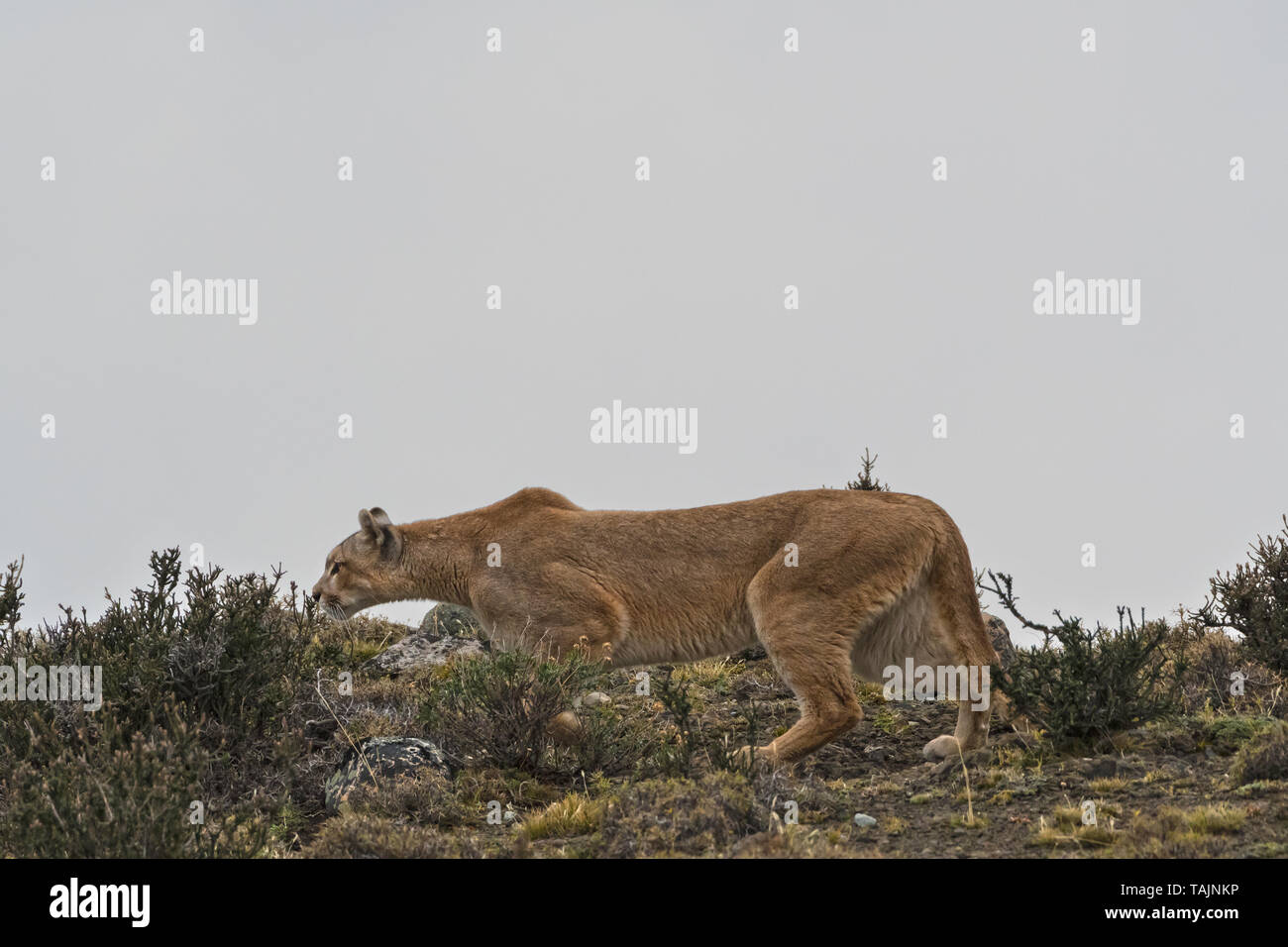 Puma hunting torres del paine hi-res stock photography and images - Alamy