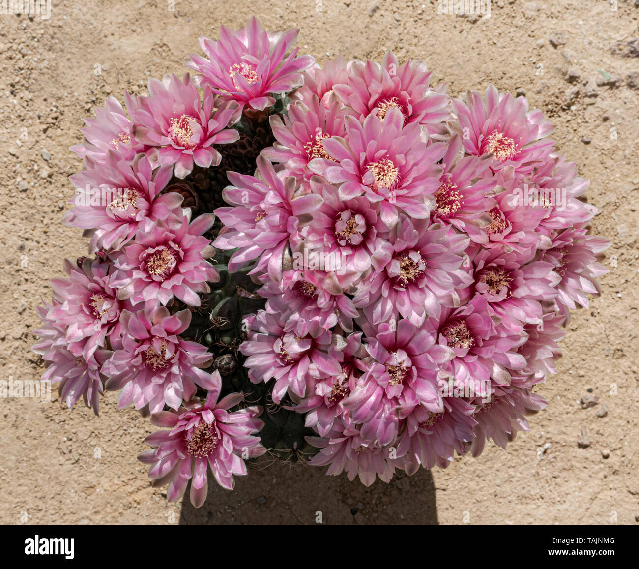 Gymnocalycium baldianum hi-res stock photography and images - Alamy