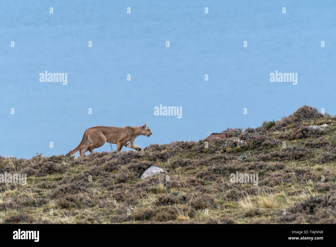Puma hunting torres del paine hi-res stock photography and images - Alamy