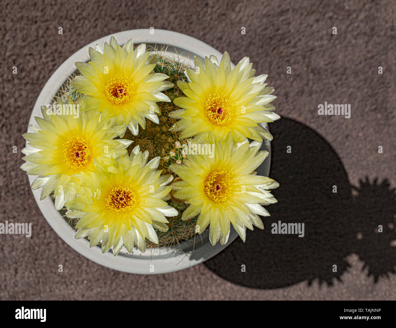 Notocactus hi-res stock photography and images - Alamy