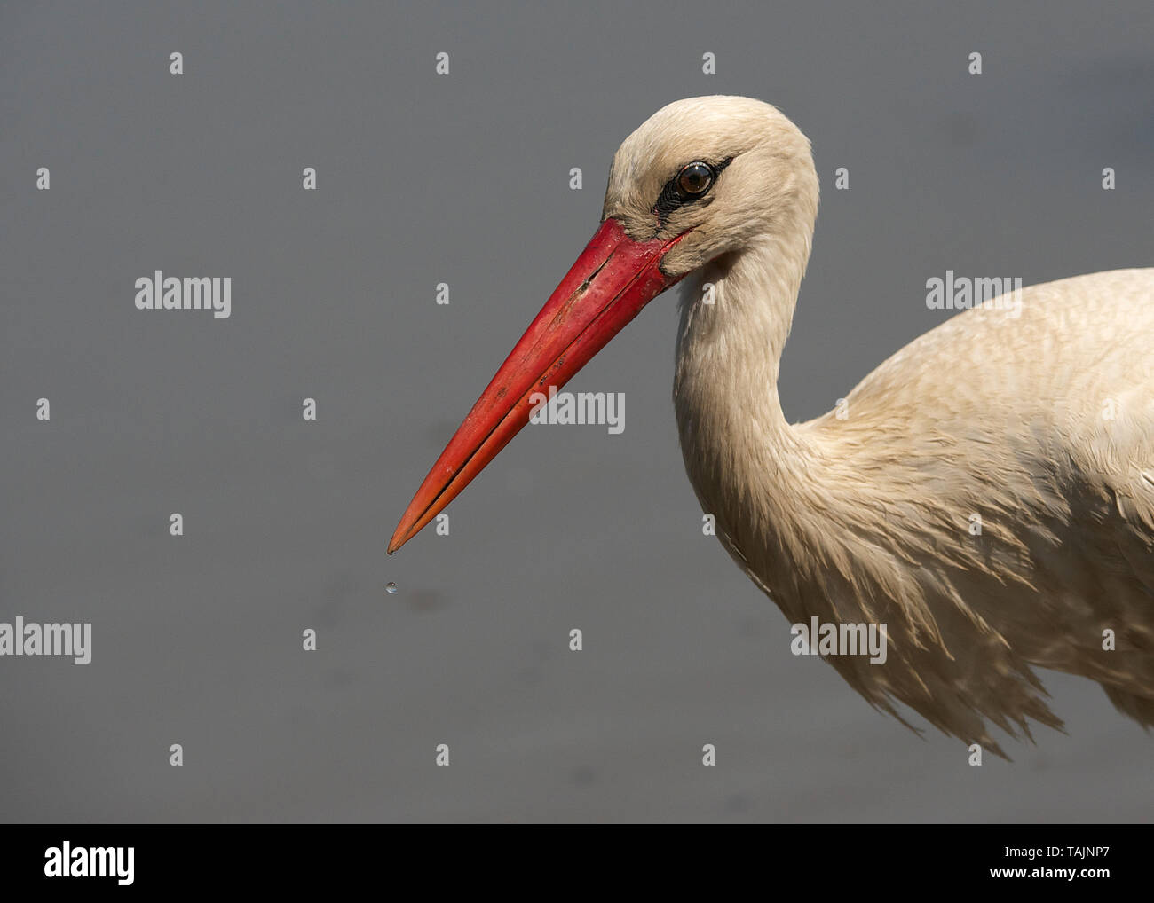 White Stork, Hortobágy National Park, Hungary Stock Photo - Alamy