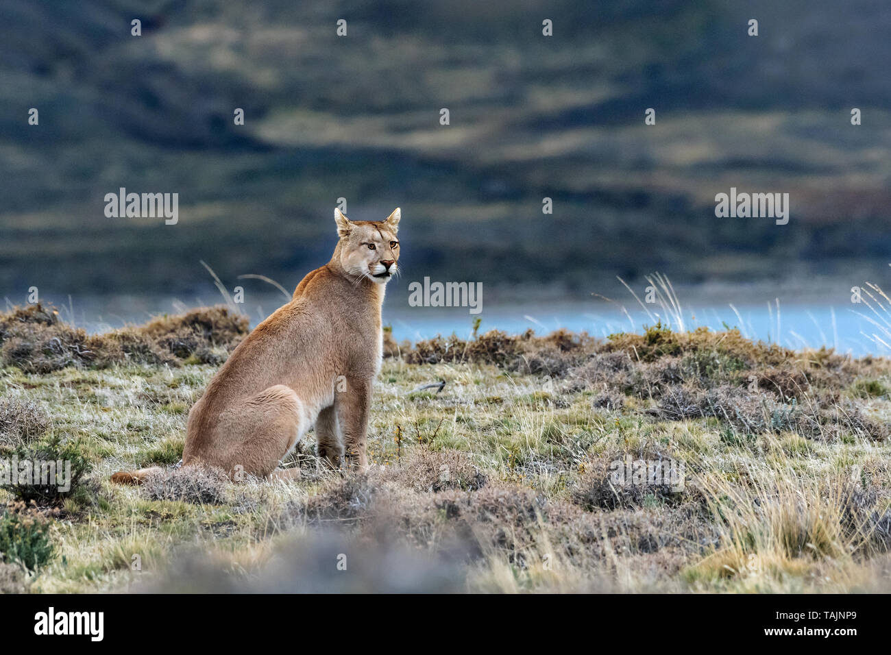 Puma (Felis concolor), Torres del Paine NP, Chile Stock Photo - Alamy