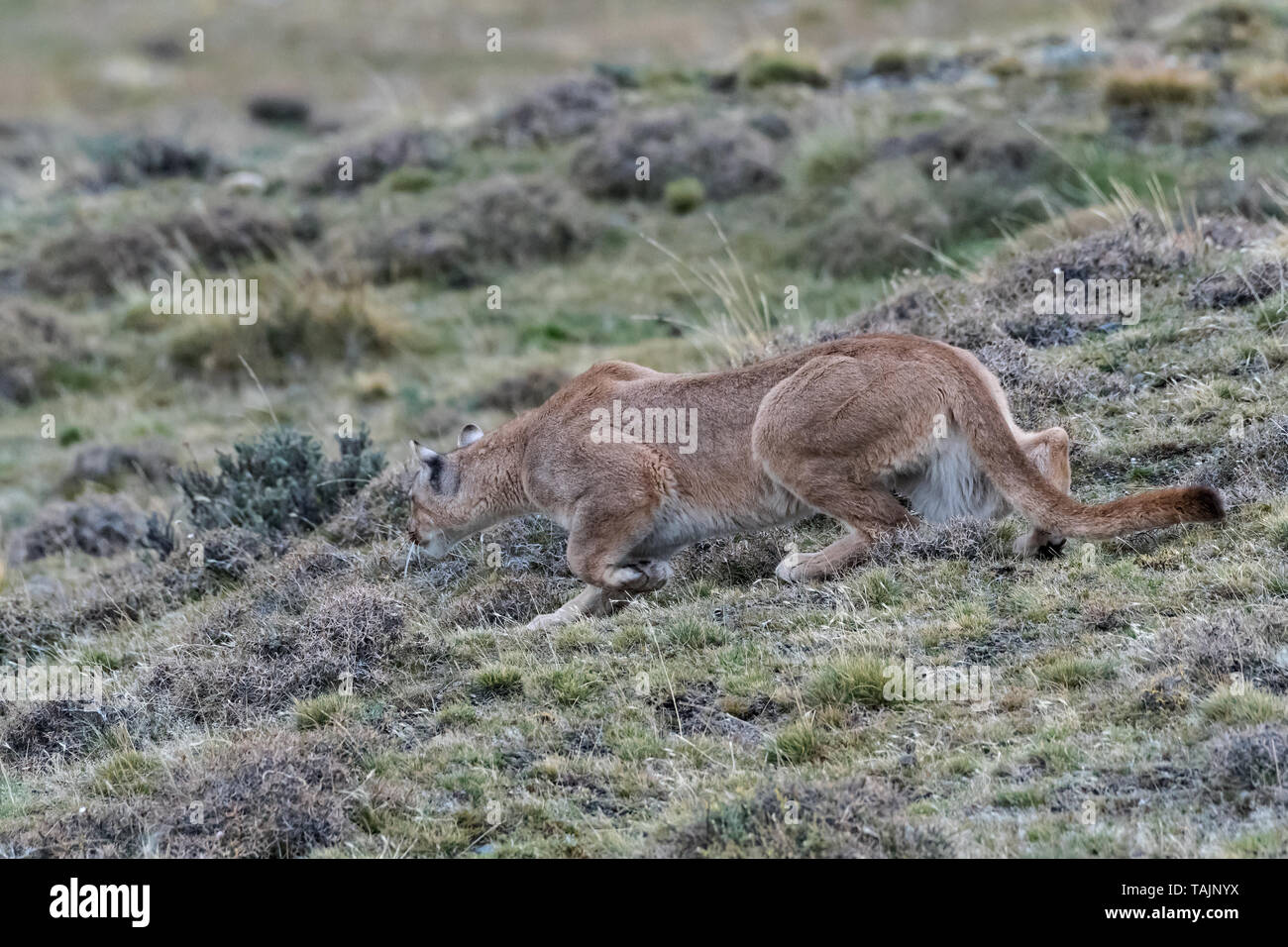 American animals hi-res stock photography and images - Alamy
