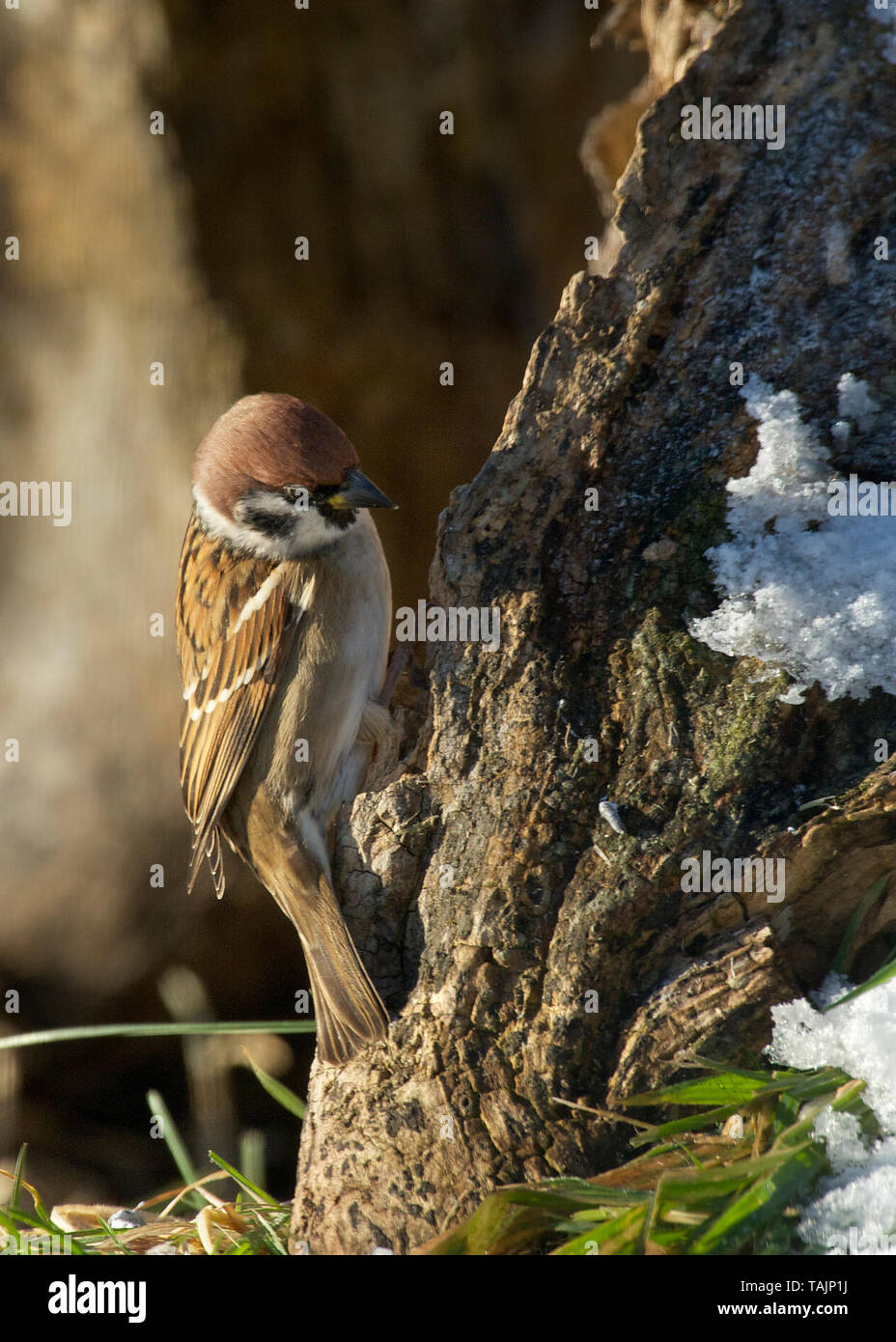 Mersehead rspb reserve hi-res stock photography and images - Alamy