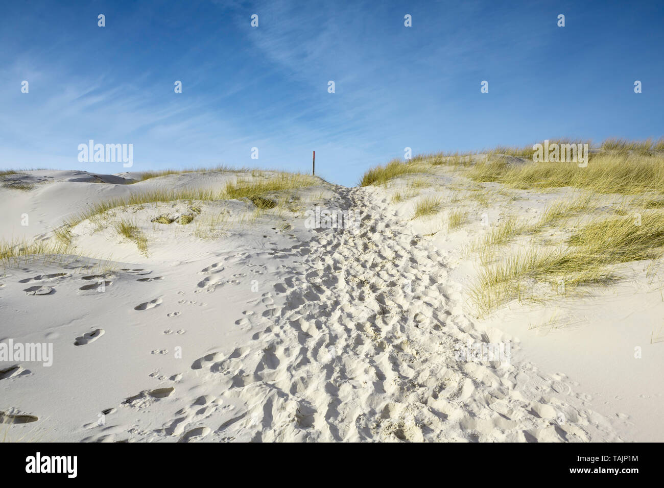 Pathway leading to the sea through dunes with marram grass and ...