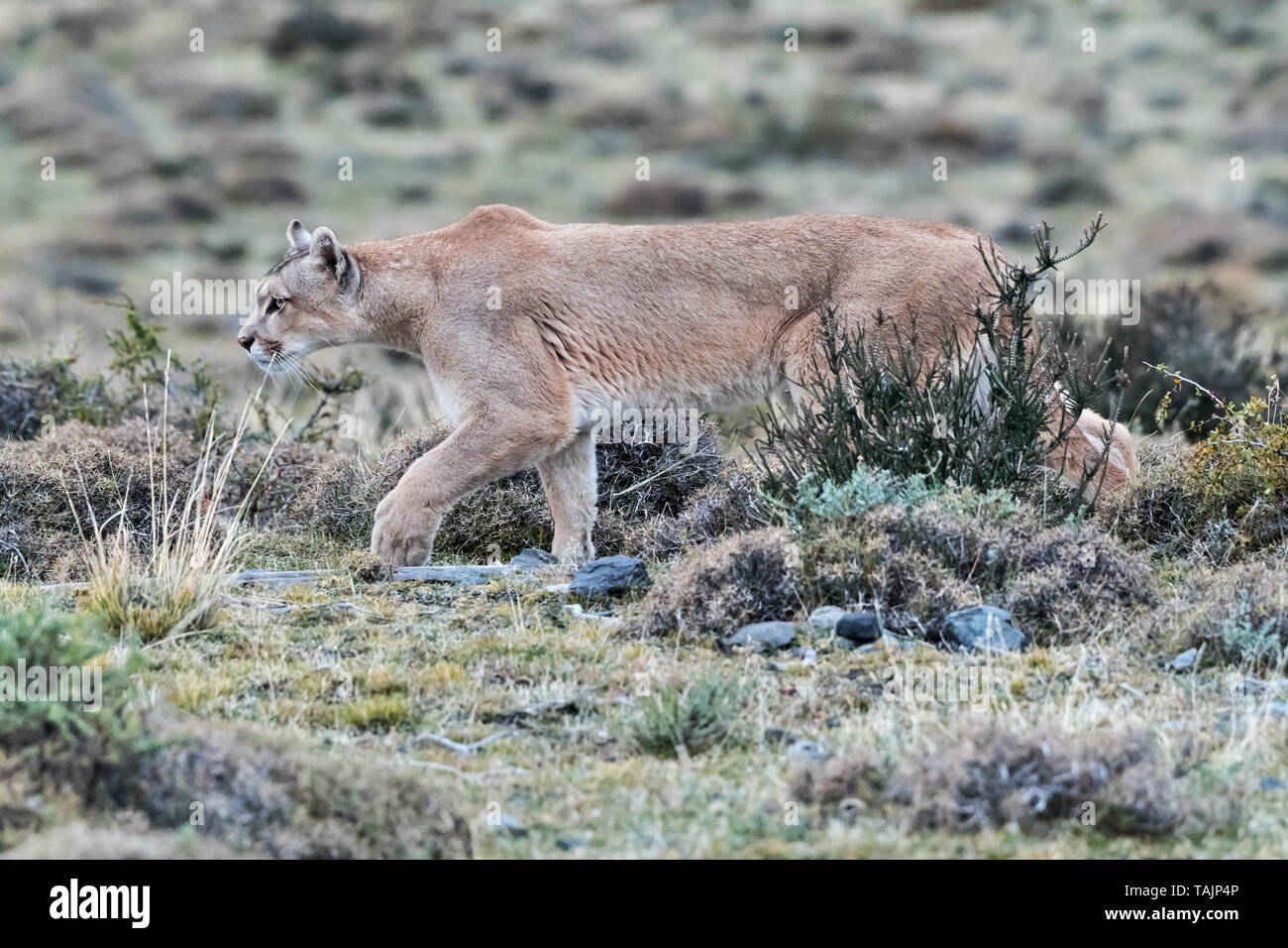 hunting Puma (Felis concolor), Torres del Paine NP, Chile Stock Photo ...