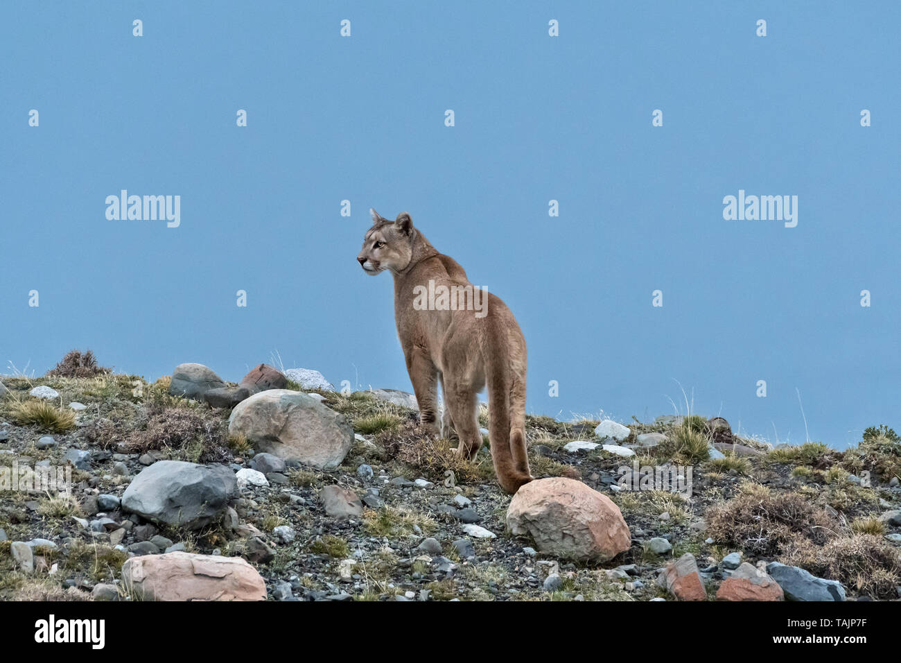 Puma (Felis concolor), Torres del Paine NP, Chile Stock Photo - Alamy