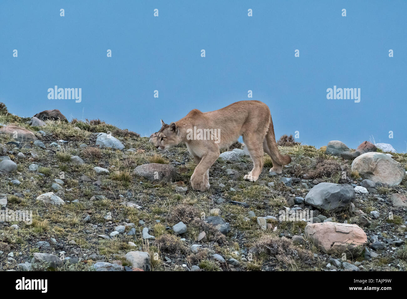 Puma (Felis concolor), Torres del Paine NP, Chile Stock Photo - Alamy