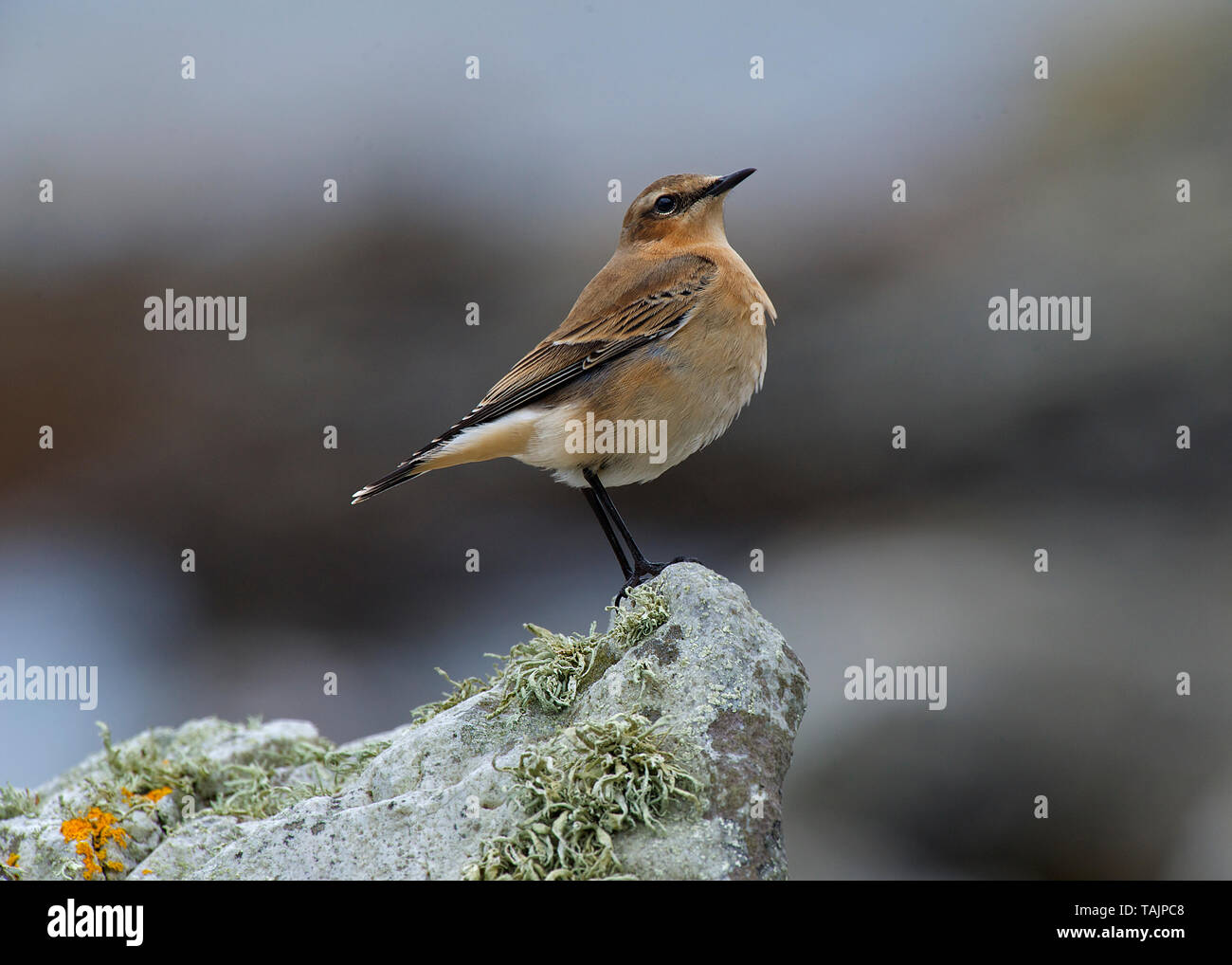 Wheatear species hi-res stock photography and images - Alamy