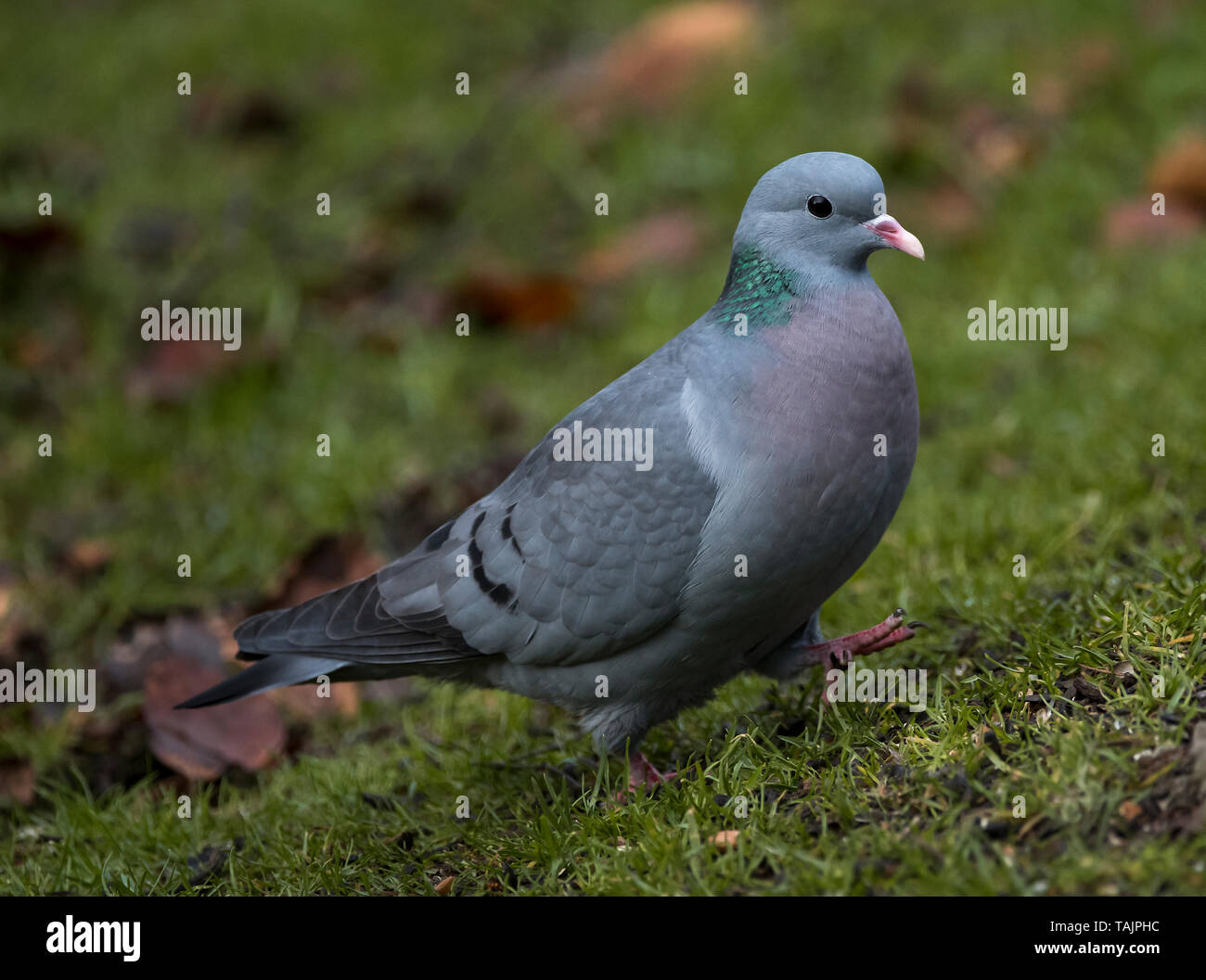 Stock dove, Dumfries, Dumfries and Galloway, S W Scotland, Scotland ...
