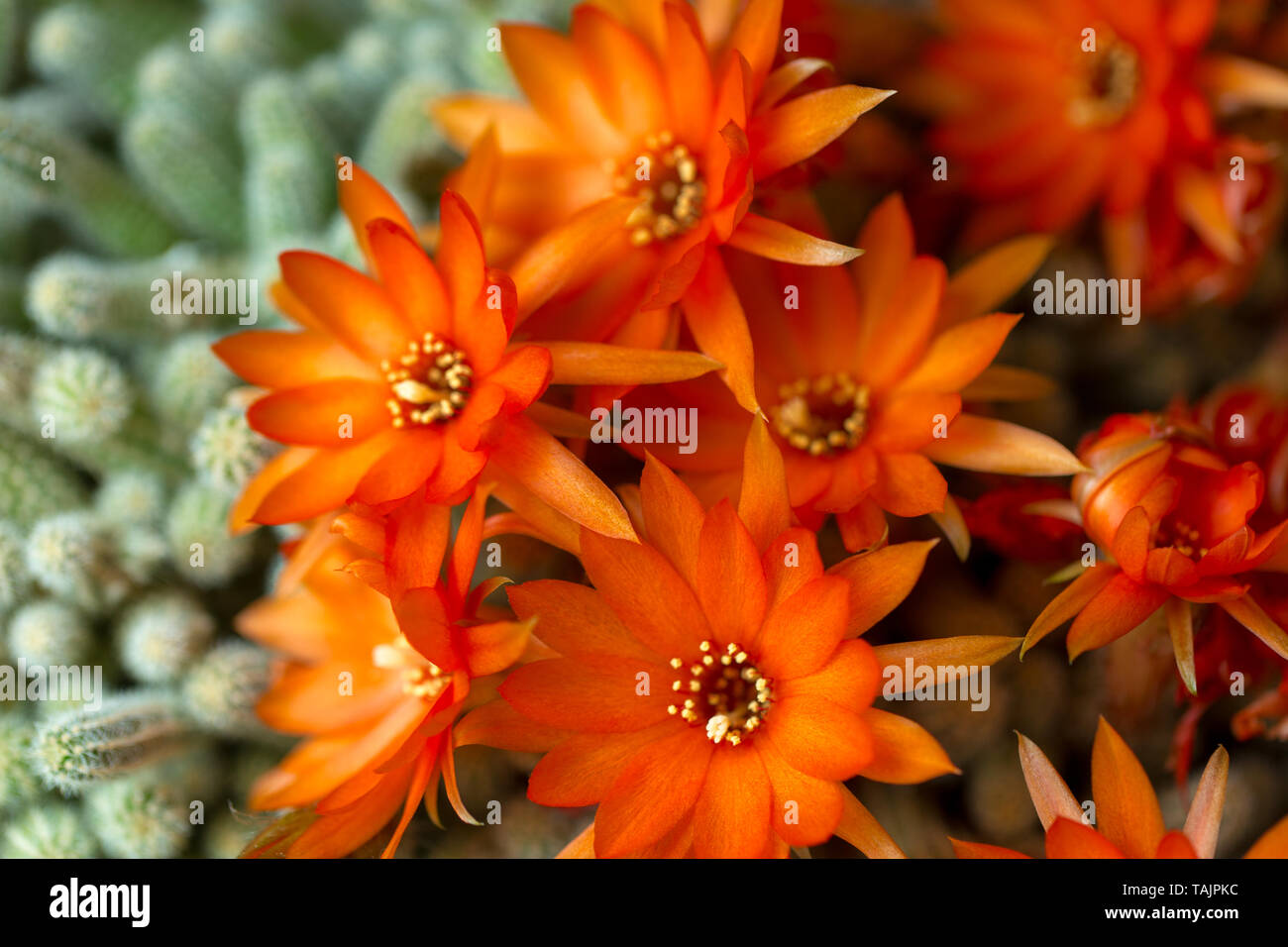 background with orange cactus flower isolated Stock Photo - Alamy